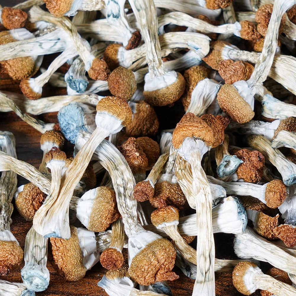 Mushroom Dosage Definitions | Zide Door Psilocybin Level Guide